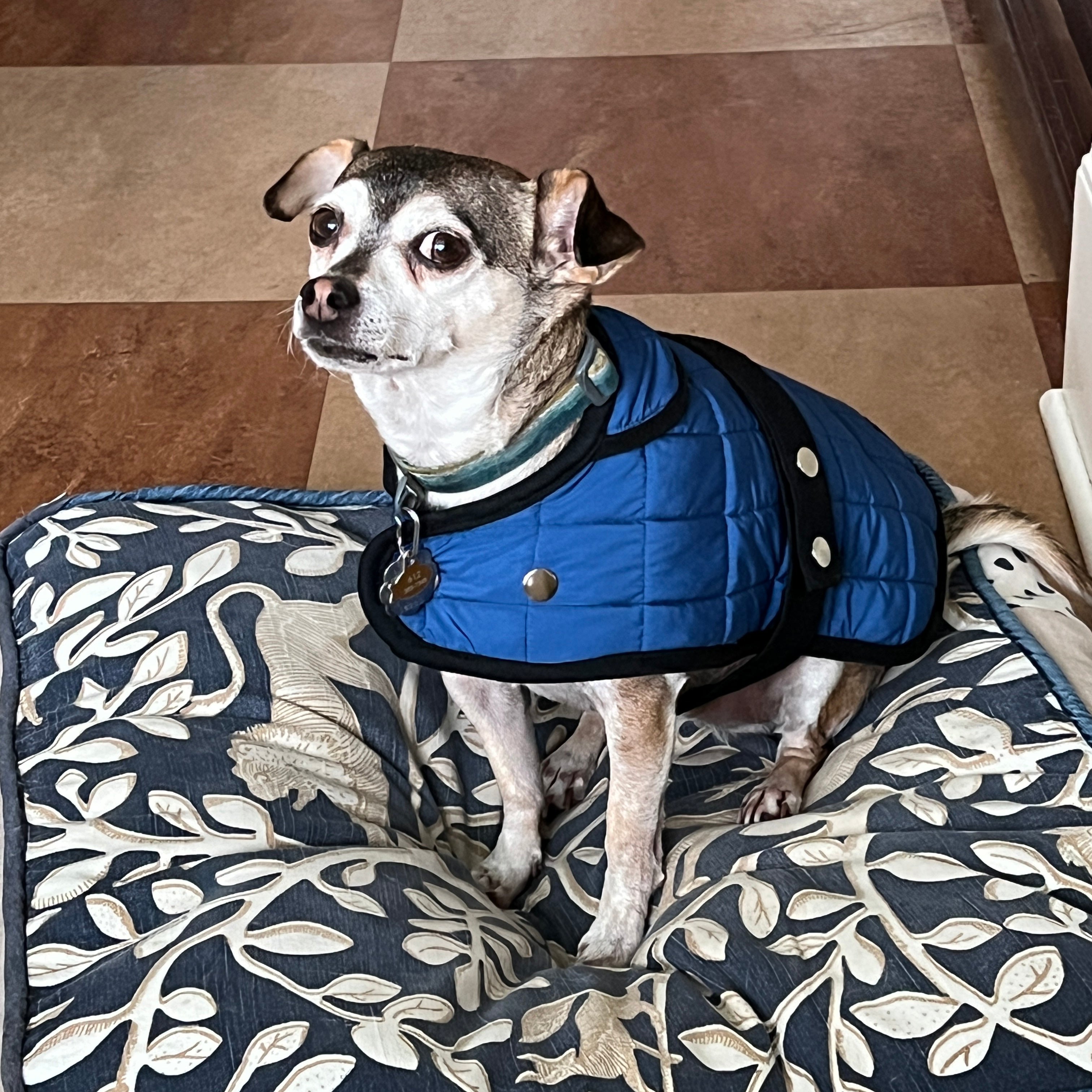 Merchant & Mills, Barka Dog Coat, PDF sewing pattern – Lakes Makerie